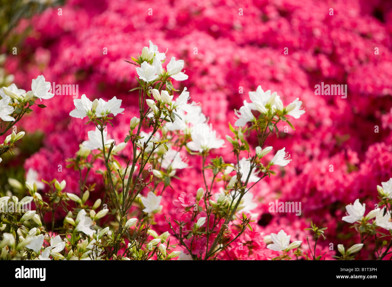 Azalea flowers in spring in Holehird gardens in Windermere Cumbria UK ...