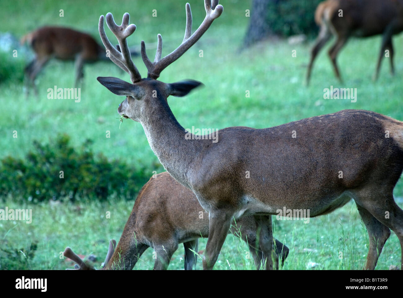 Herbívoro en libertad hi-res stock photography and images - Alamy