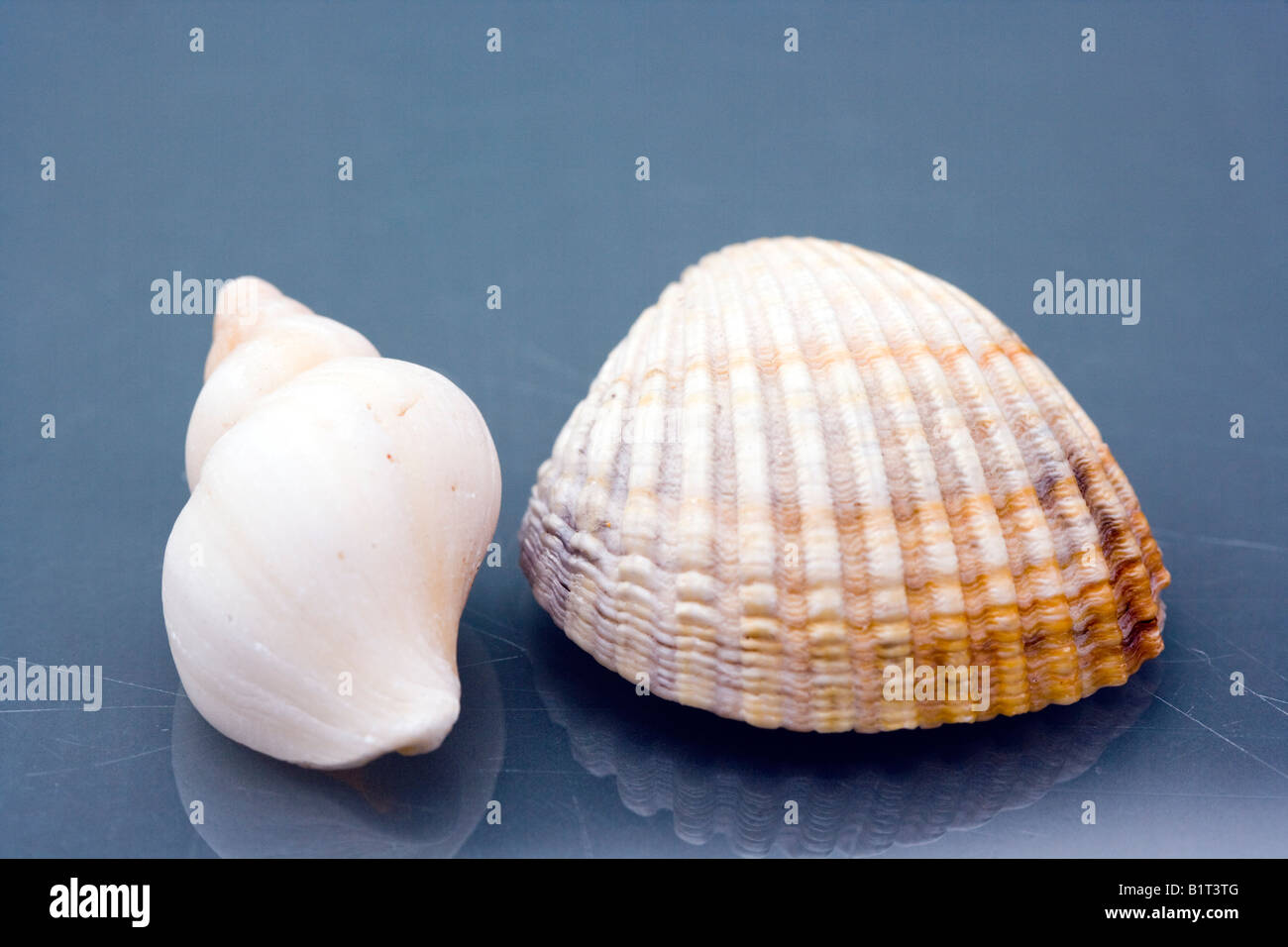 Two sea shells hi-res stock photography and images - Alamy