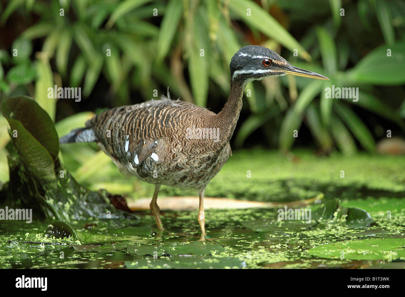 Sunbittern standing in water Stock Photo - Alamy