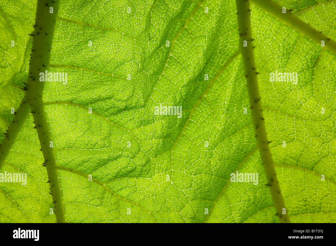 Gunnera leaves in spring in Holehird gardens in Windermere Cumbria UK ...