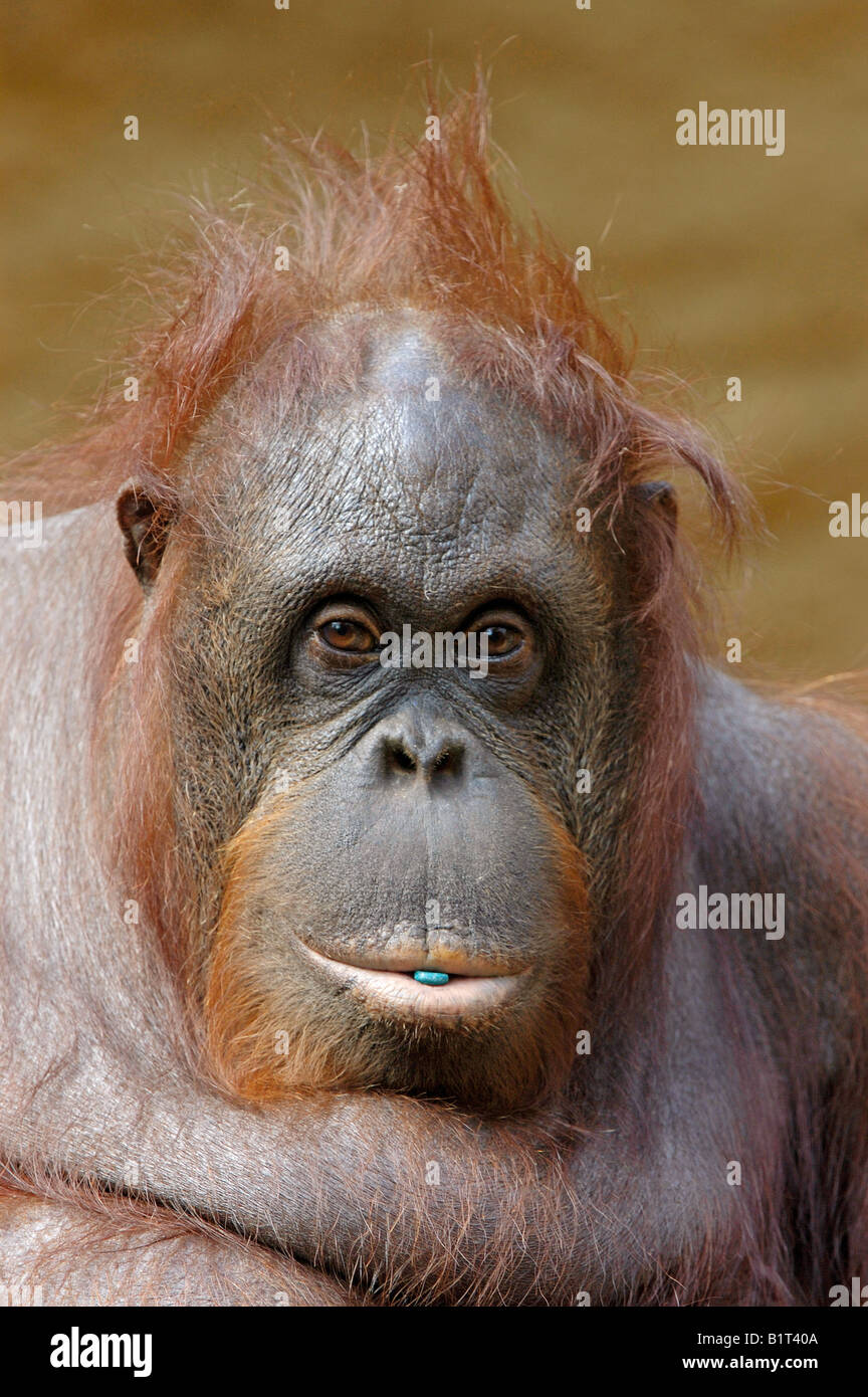 Bornean Orangutan (female) - portrait / Pongo pygmaeus pygmaeus Stock ...