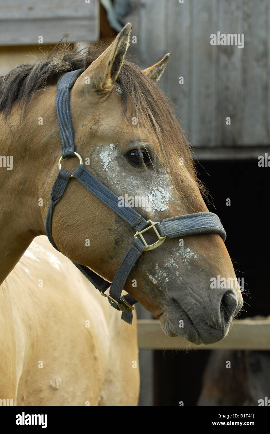 Sorraia - Queensland Itch at the head Stock Photo - Alamy