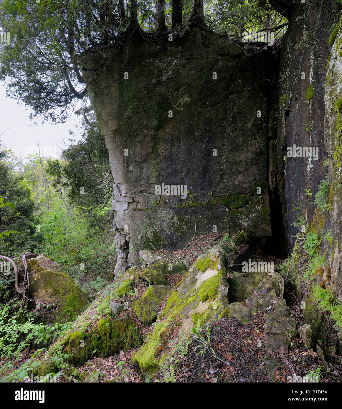 Sheer rock face of Niagara Escarpment at Greigs Scenic Caves Stock ...