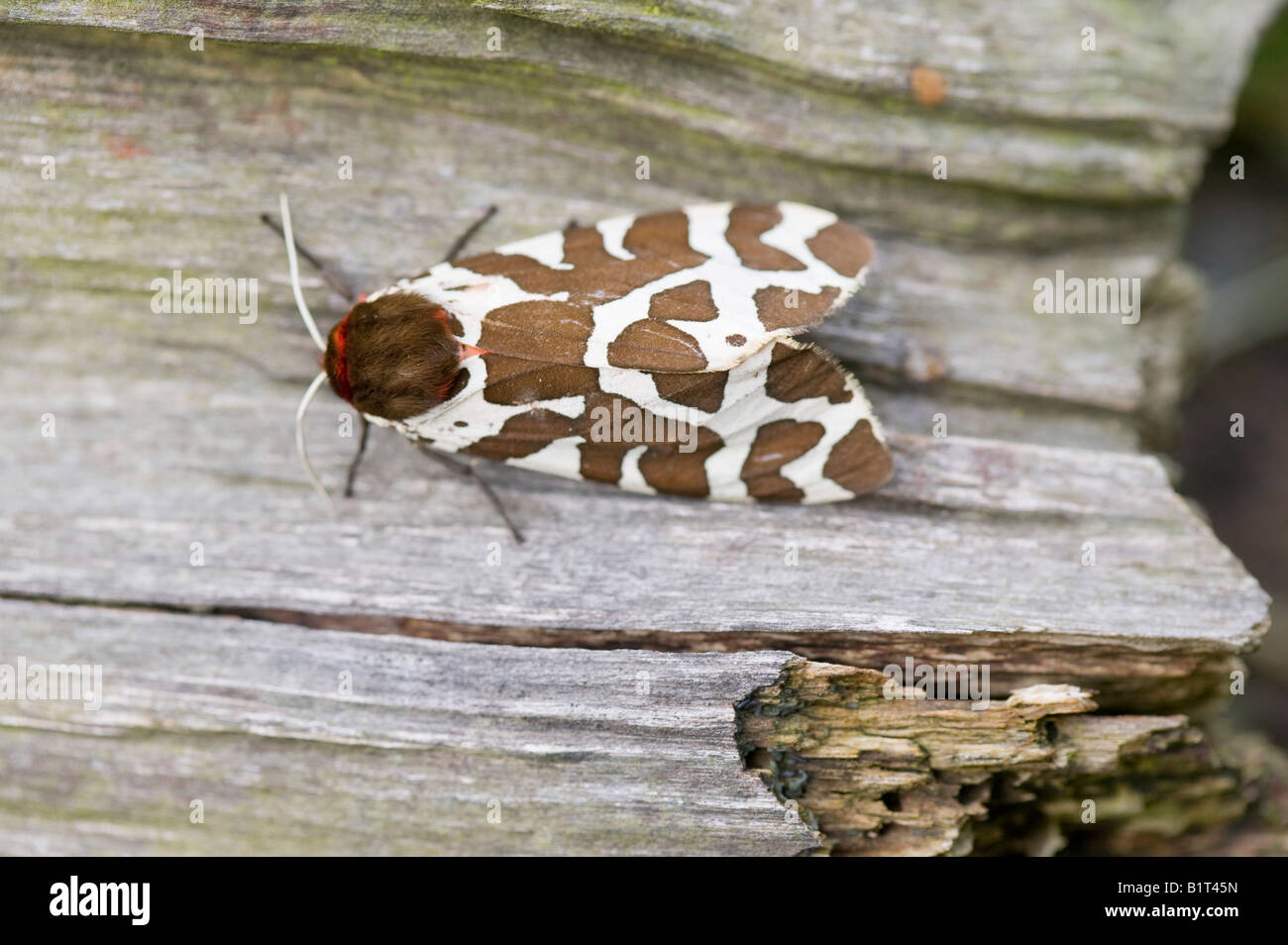 Wood Tiger Moth Stock Photos & Wood Tiger Moth Stock Images - Alamy