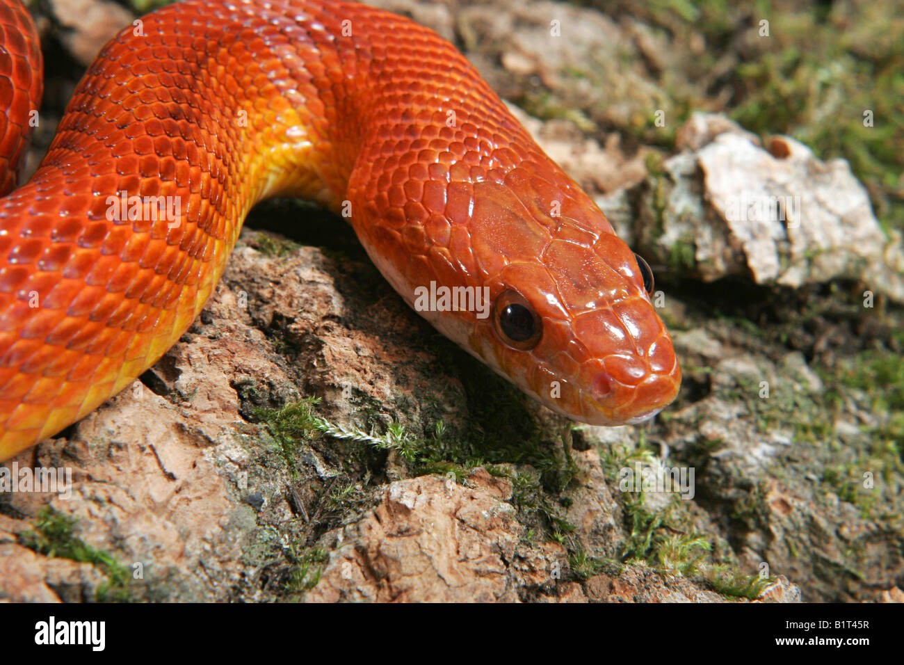 corn snake / Pantherophis guttatus Stock Photo - Alamy