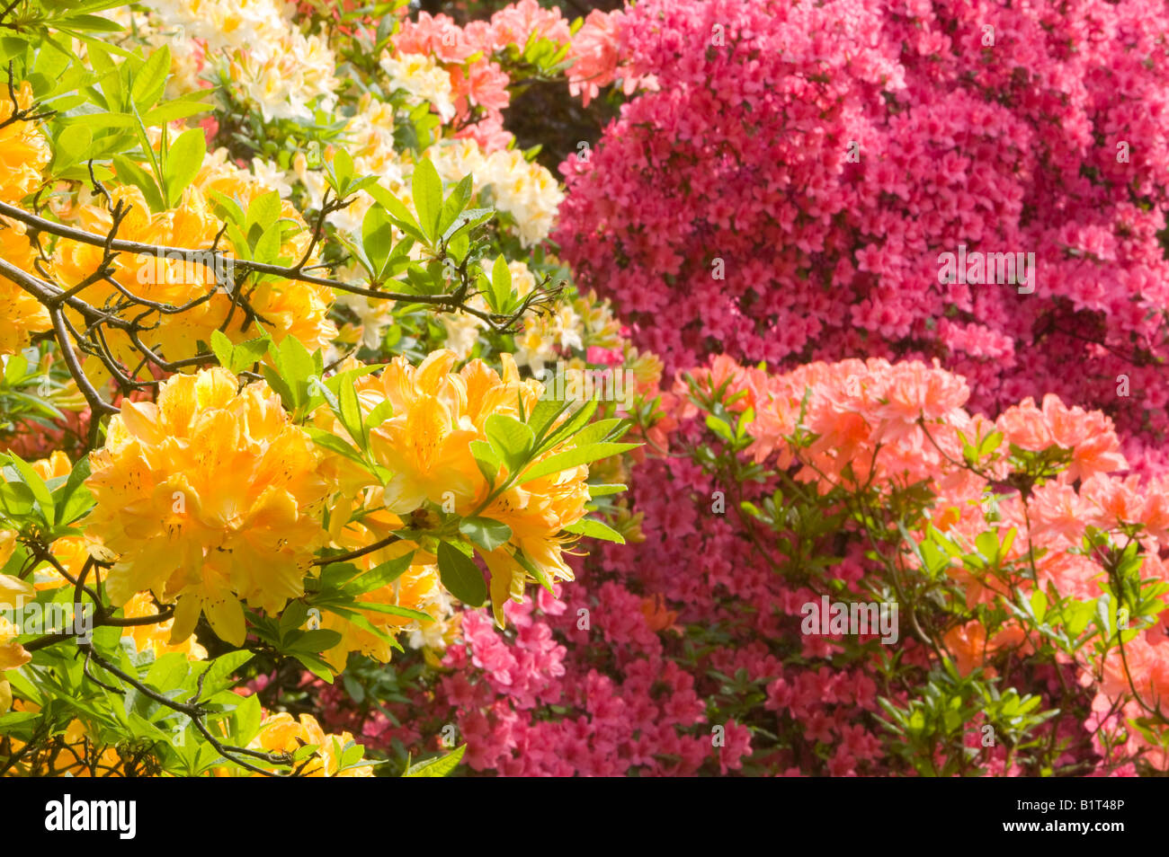 Azalea flowers in spring in Holehird gardens in Windermere Cumbria UK ...