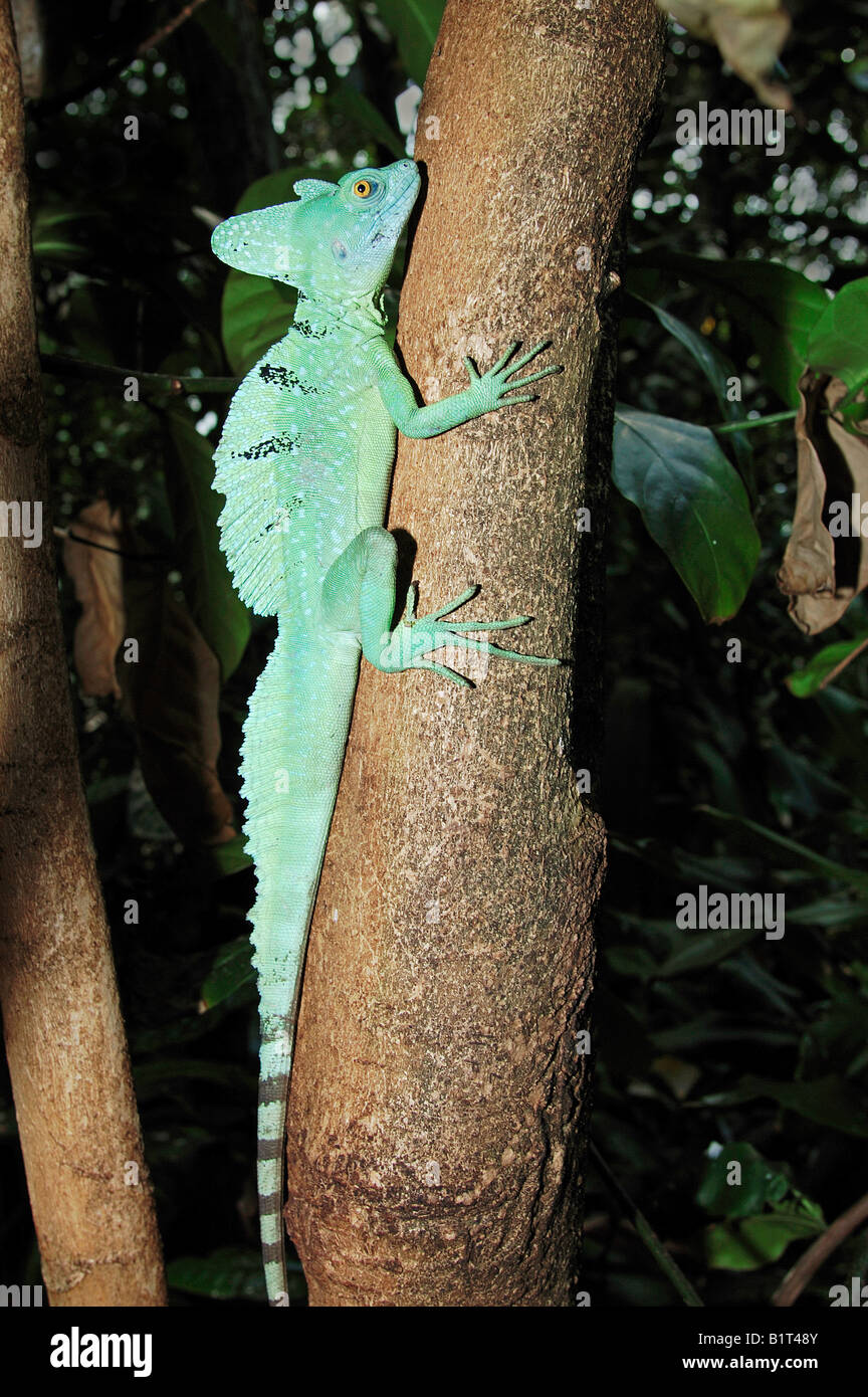 plumed basilisk / Basiliscus plumifrons Stock Photo - Alamy