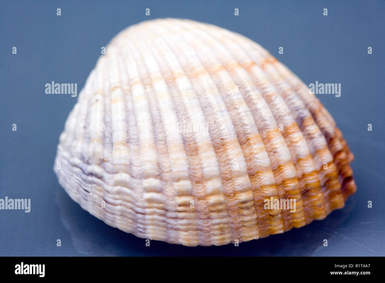 One sea shell found washed up on a beach in the UK Stock Photo - Alamy