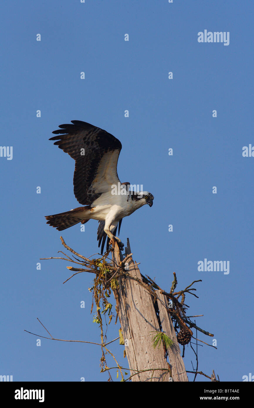 An osprey begins to build a nest on top of a cypress snag located on ...