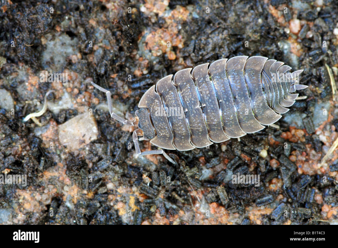 common rough woodlouse / Porcellio scaber Stock Photo - Alamy