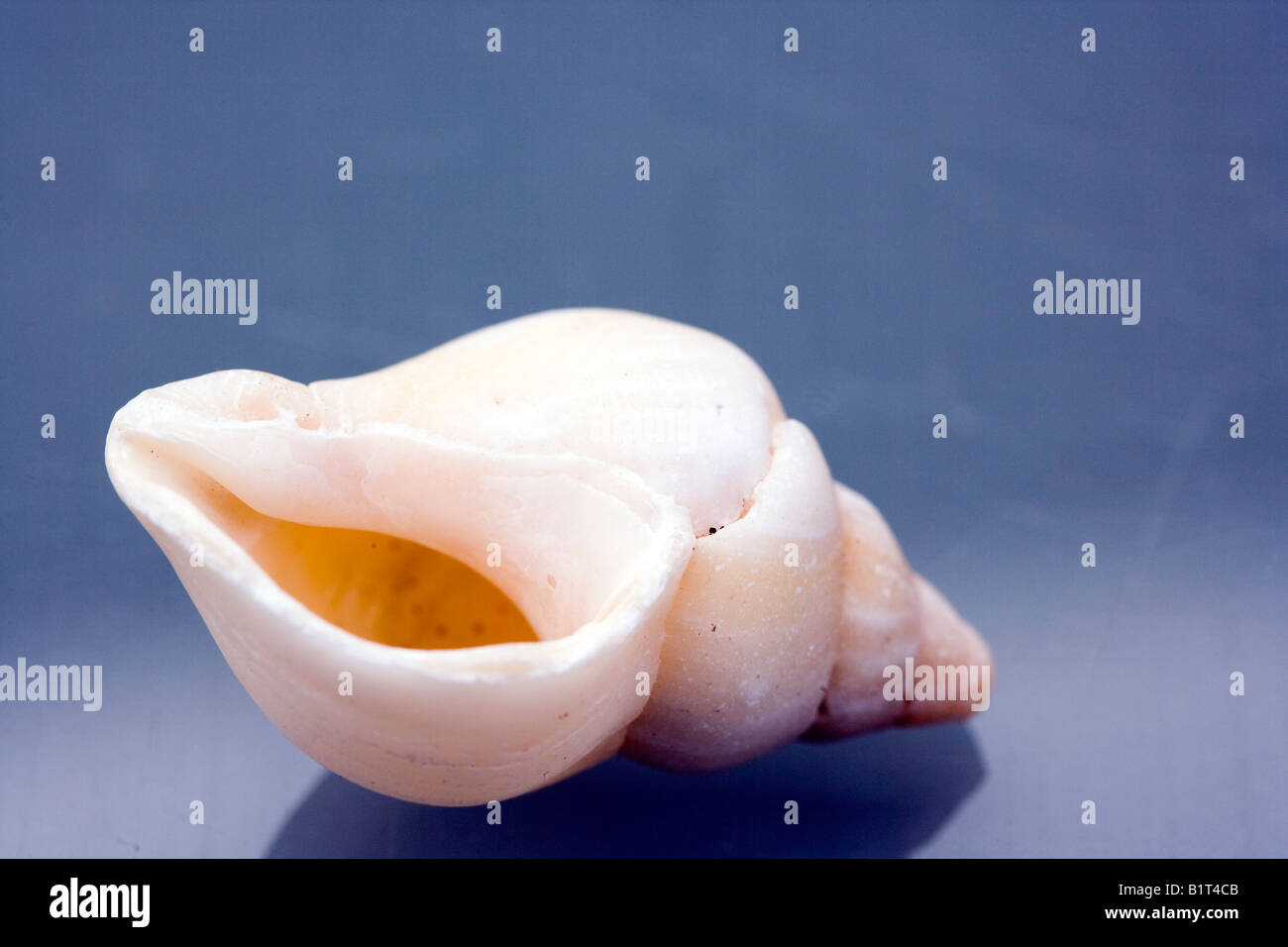 One sea shell found washed up on a beach in the UK Stock Photo - Alamy