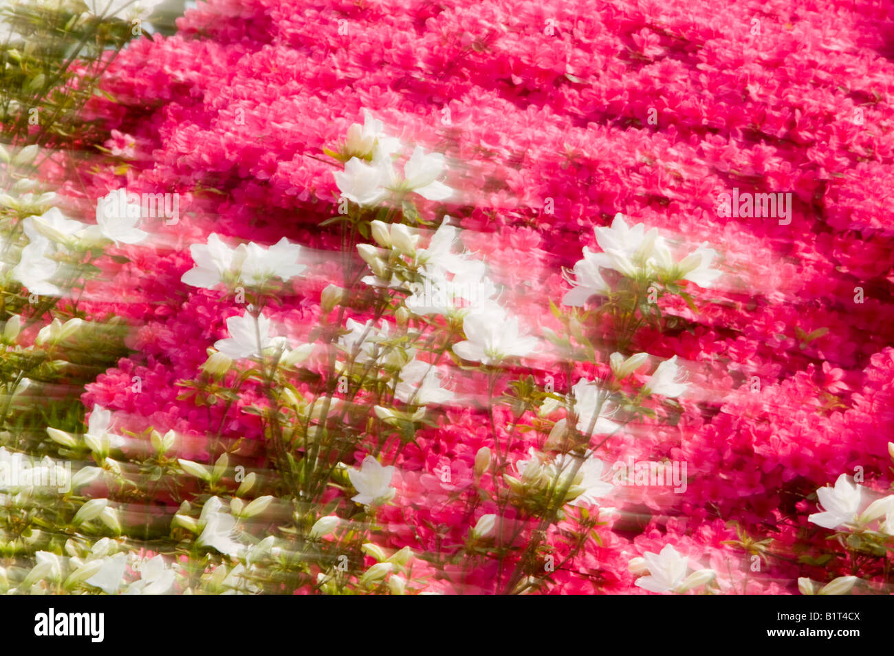 Azalea flowers in spring in Holehird gardens in Windermere Cumbria UK ...