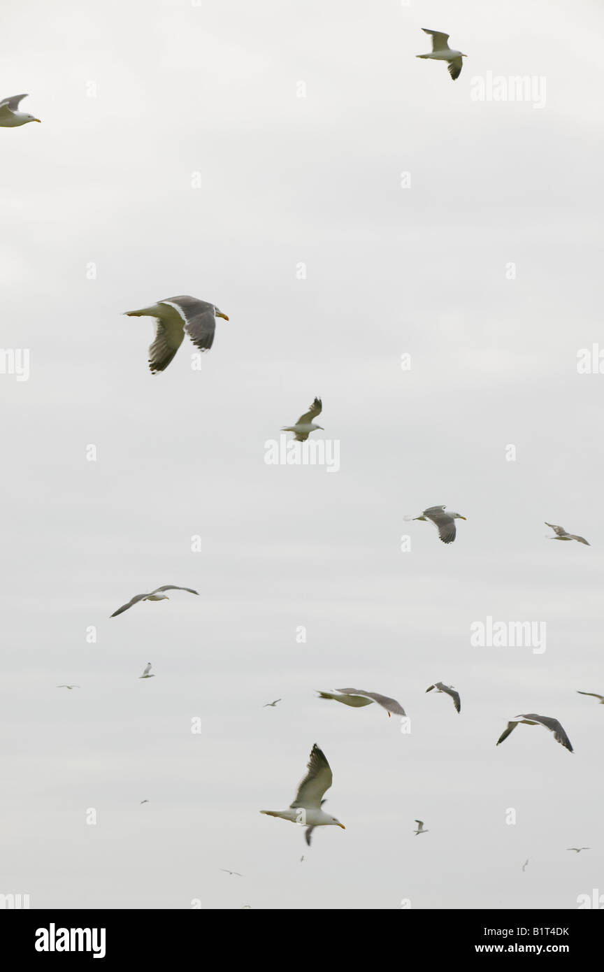 Walney island bird hi-res stock photography and images - Alamy