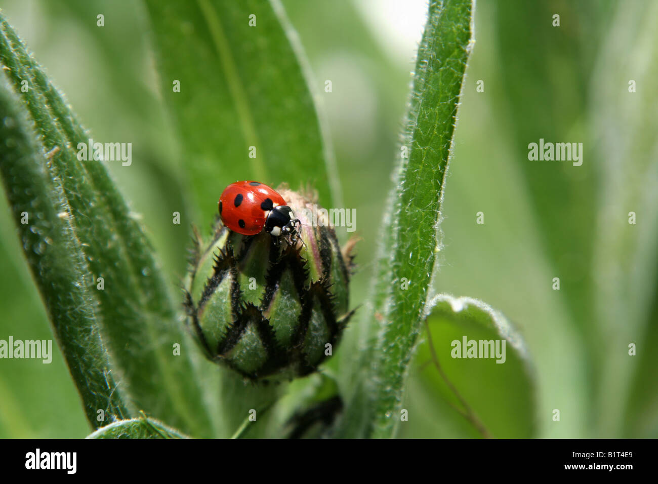 Red Lady bug on a Bulb Stock Photo - Alamy
