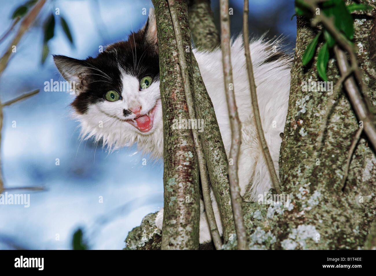 Hissing tree hi-res stock photography and images - Alamy