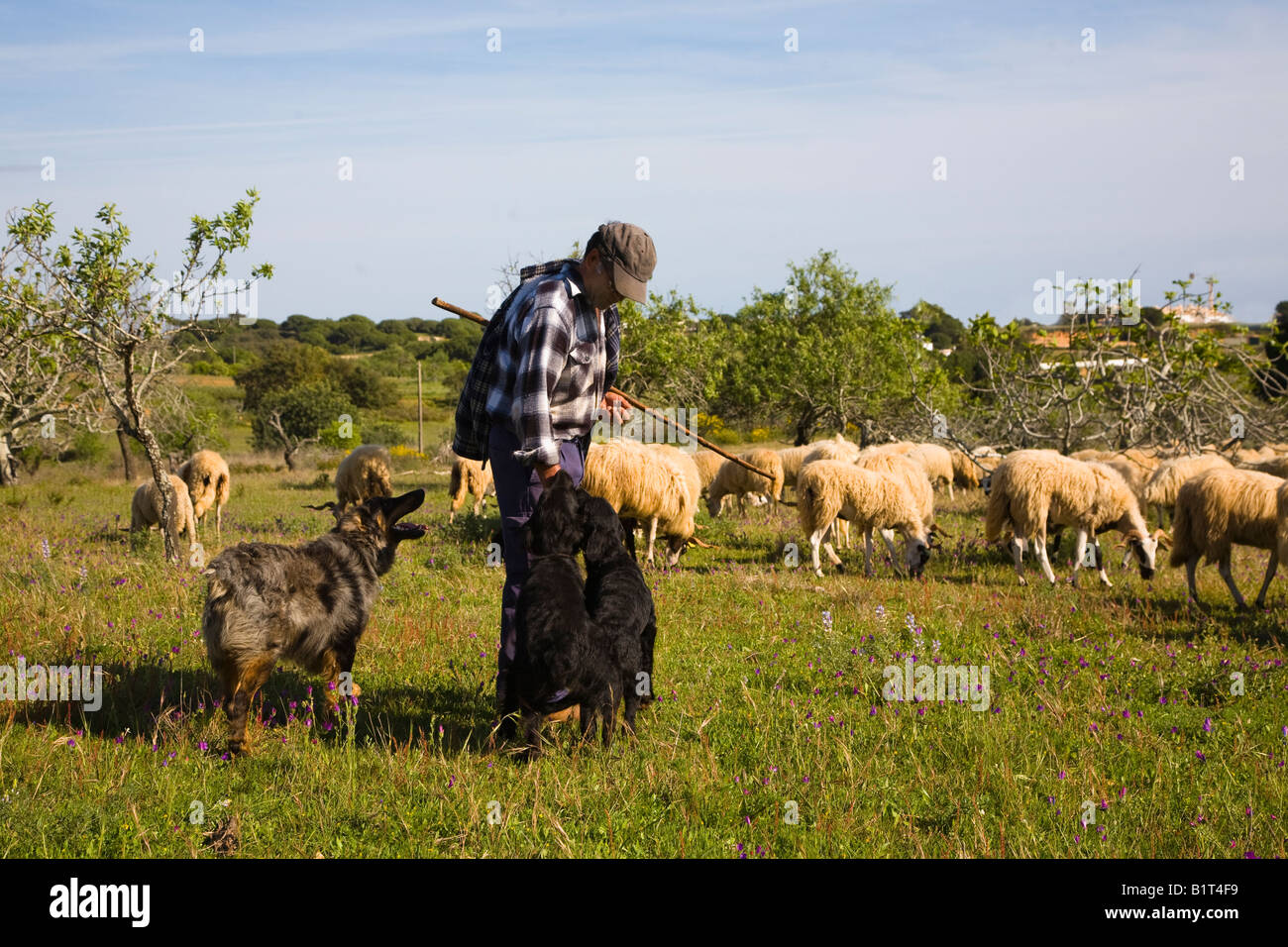 Portuguese sheep dog hi-res stock photography and images - Alamy