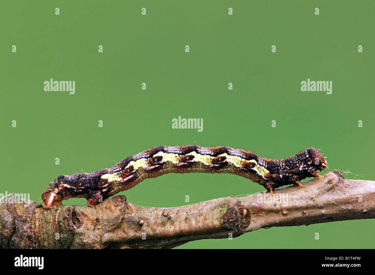 Mottled Umber - caterpillar / Erannis defoliaria Stock Photo - Alamy
