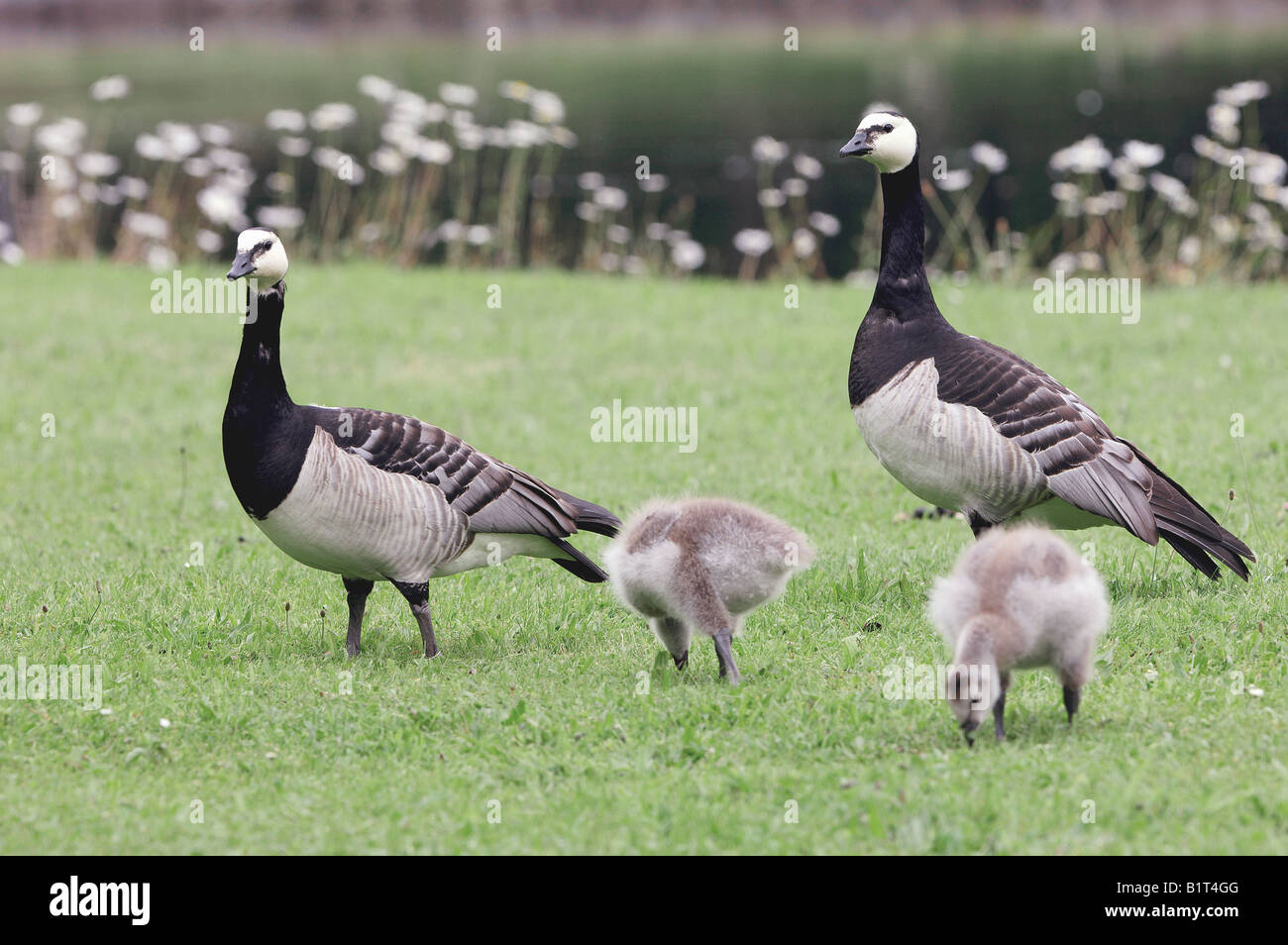 Barnacle geese with goslings on meadow / Branta leucopsis Stock Photo ...