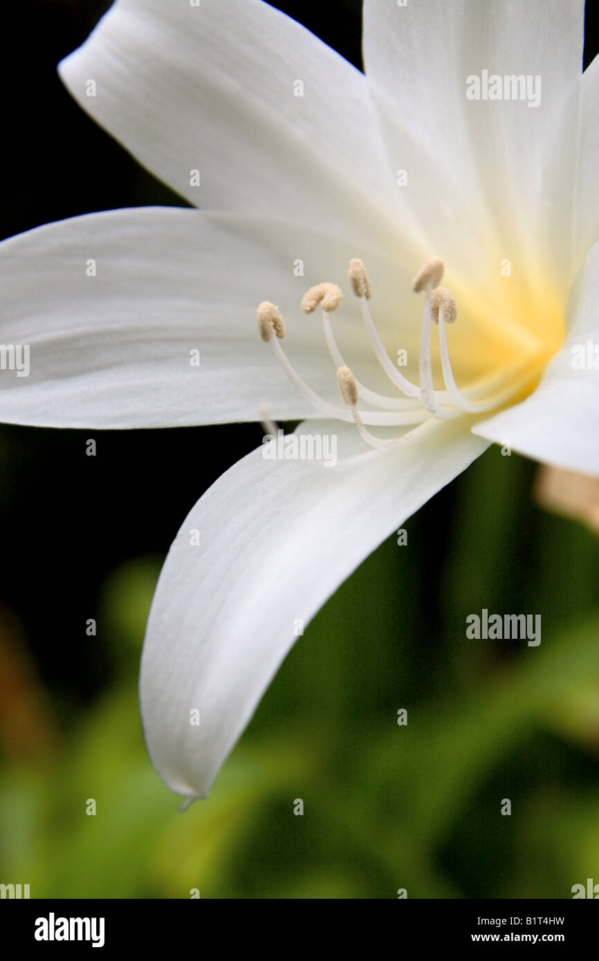 Close up of a white lilly Stock Photo - Alamy