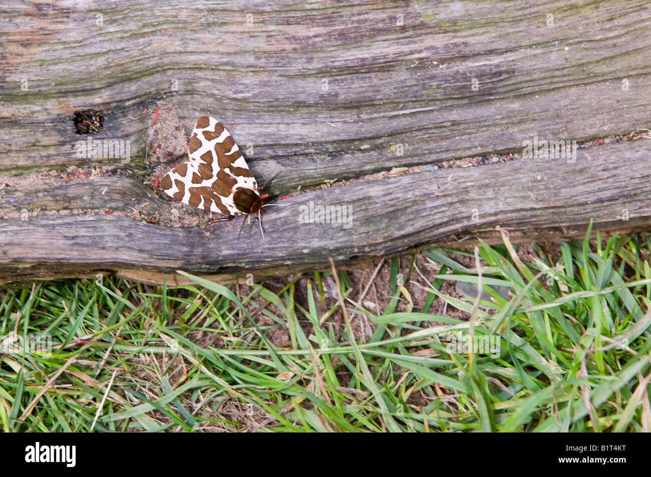 A Garden Tiger Moth Stock Photo - Alamy