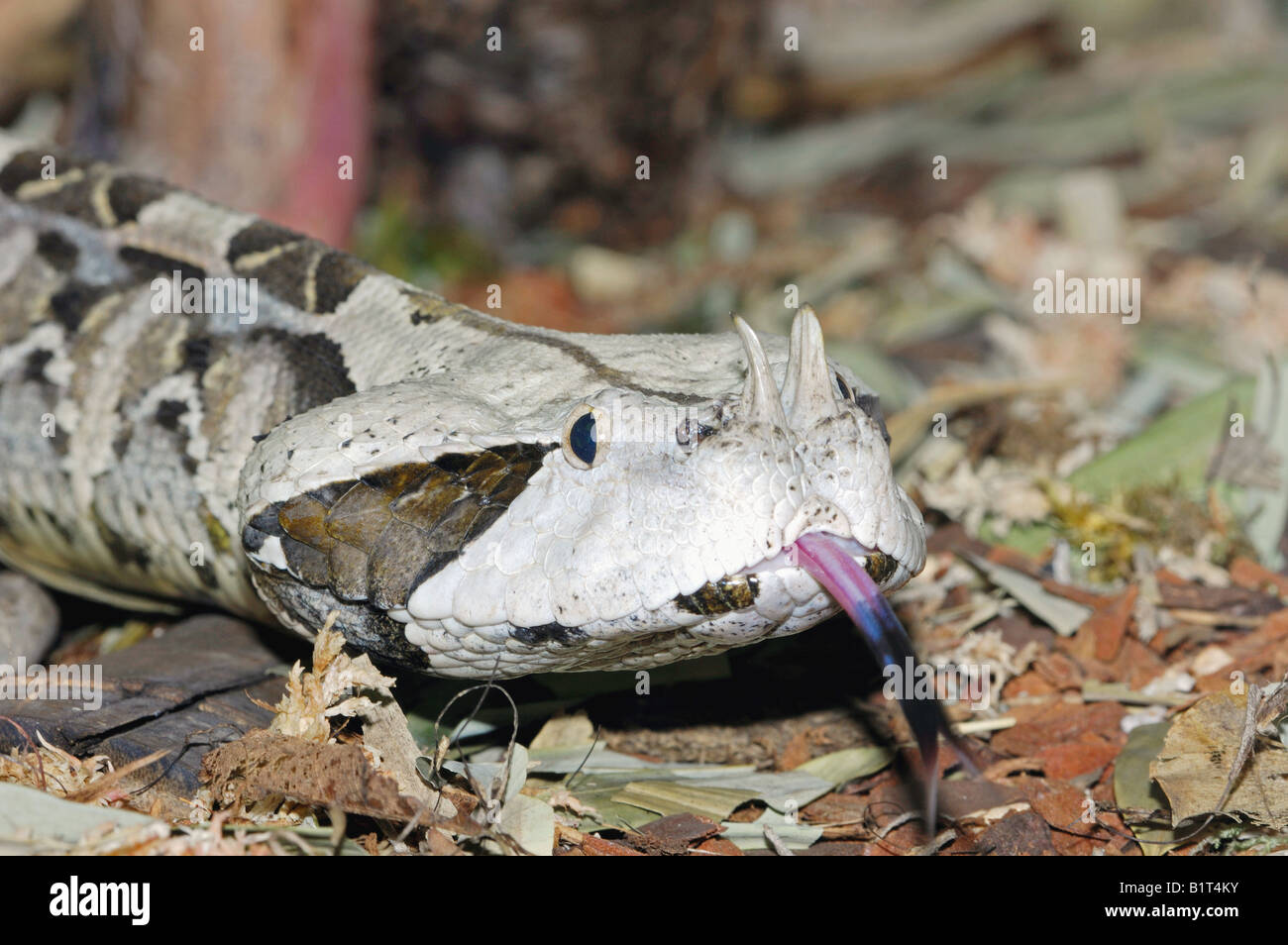gaboon viper / Bitis, gabonica Stock Photo - Alamy