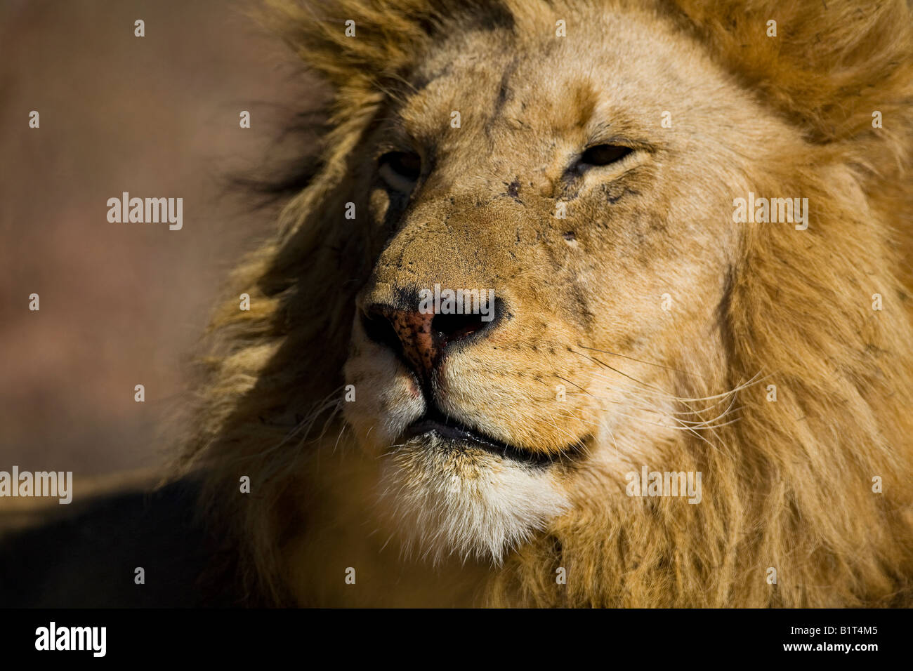 Headshot male lion hi-res stock photography and images - Alamy