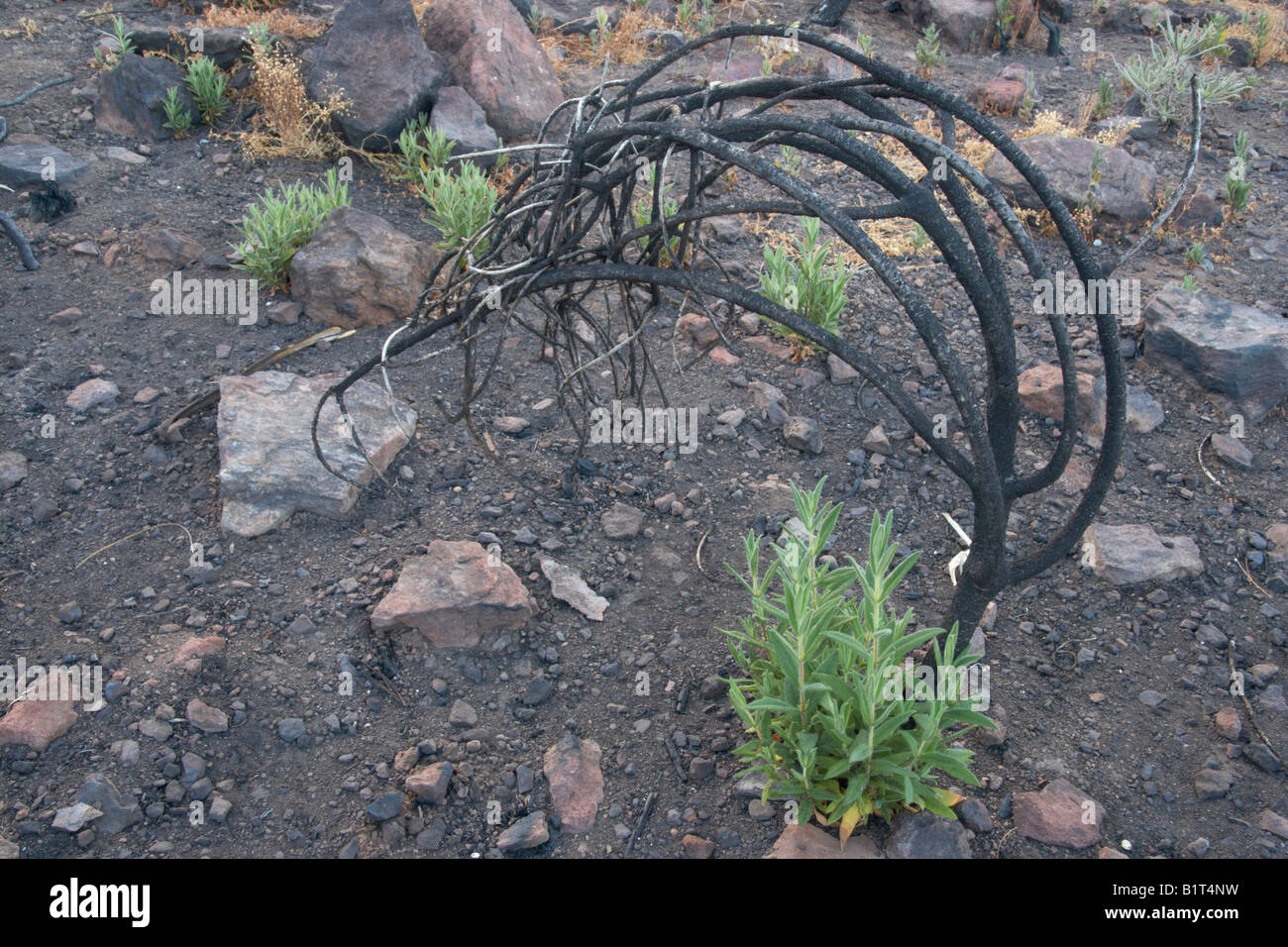 New growth around fire damaged plants in Inagua pine forest on Gran ...