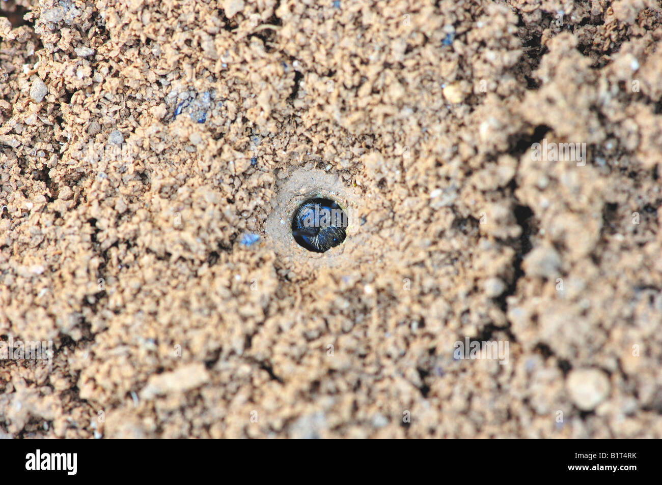 sand bee in nest Stock Photo - Alamy