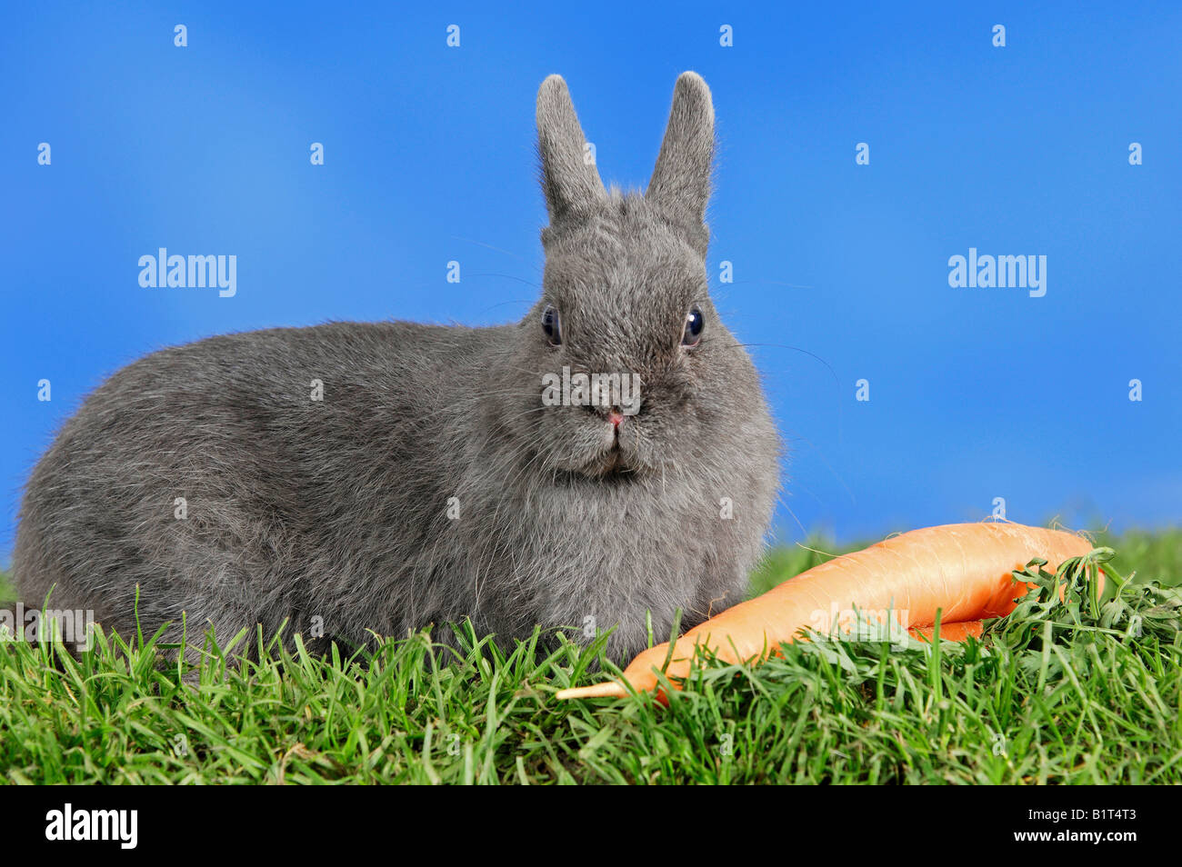 dwarf rabbit on meadow Stock Photo - Alamy