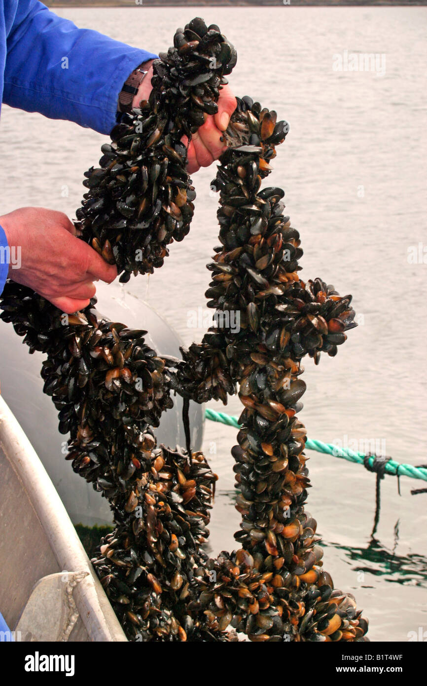 Farmed mussels attach themselves to lines suspended from lines of ...