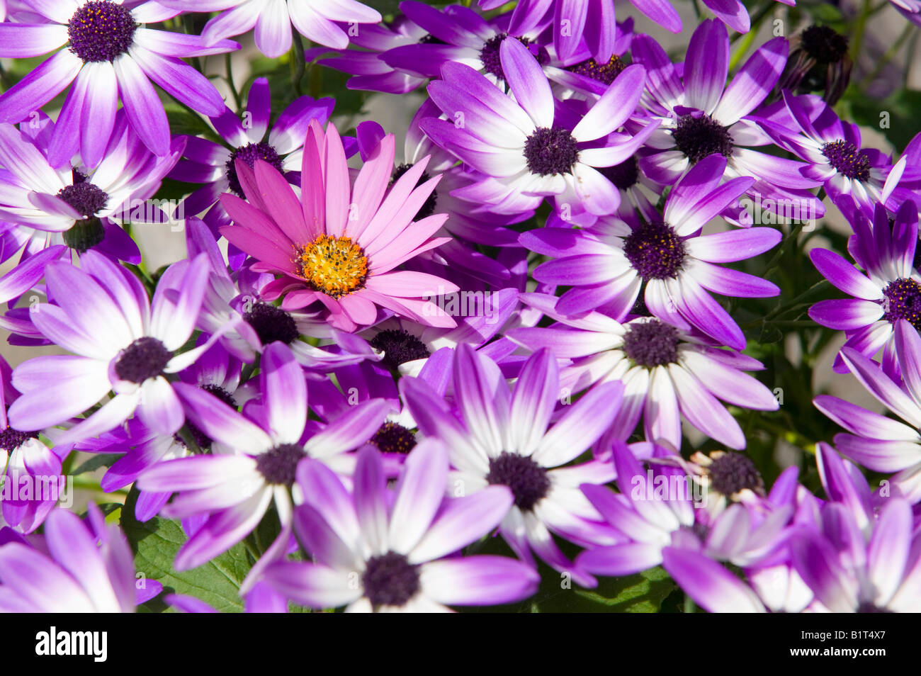 Violet colour hi-res stock photography and images - Alamy