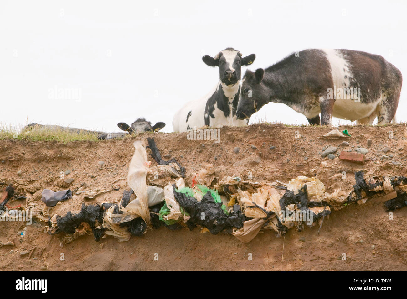 old landfill rubbish revealed in sea cliffs by coastal erosion on ...