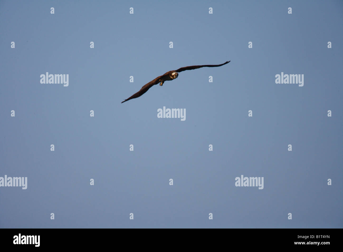 An Osprey soars through the sky aobve Lake Marion South Carolina Stock ...