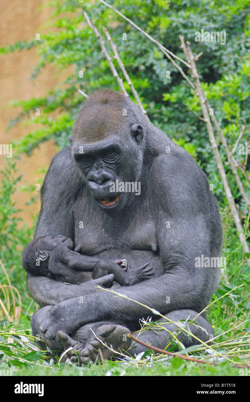 Western Lowland Gorilla with cub / Gorilla gorilla gorilla Stock Photo ...