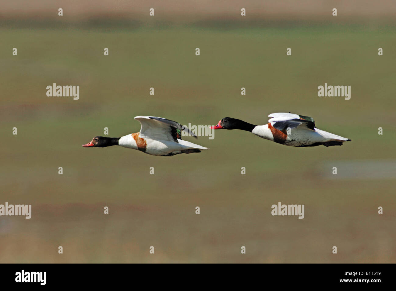 Two common shelduck flying hi-res stock photography and images - Alamy