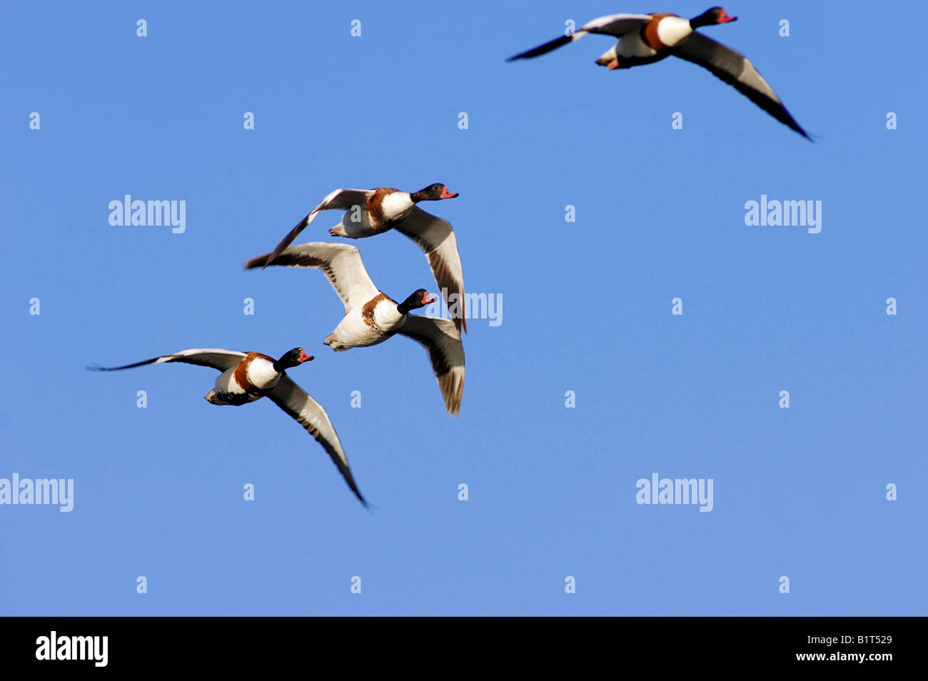 common shelducks - flying / Tadorna tadorna Stock Photo - Alamy