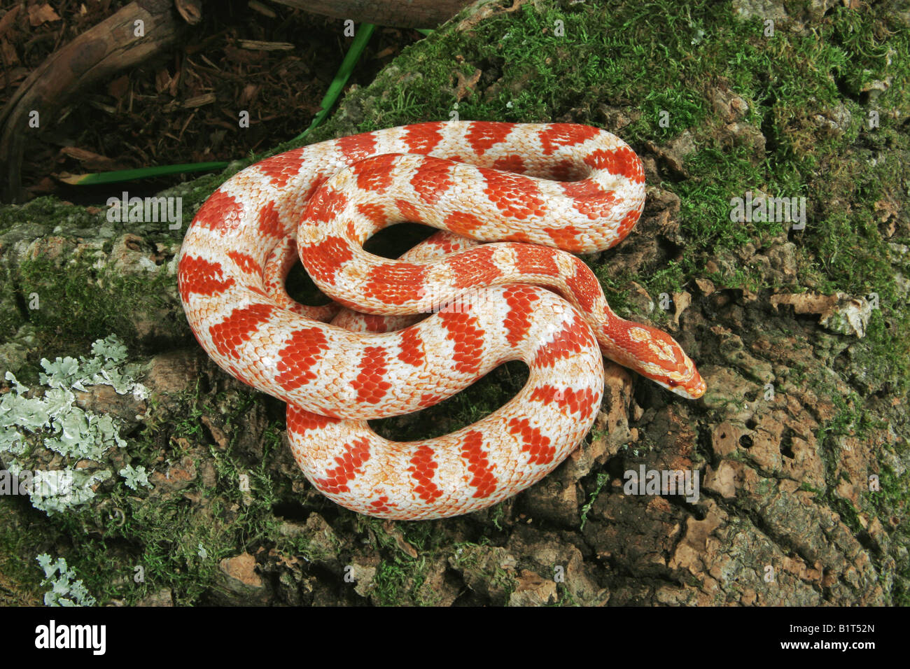 Corn Snake (Pantherophis guttatus) on log Stock Photo - Alamy