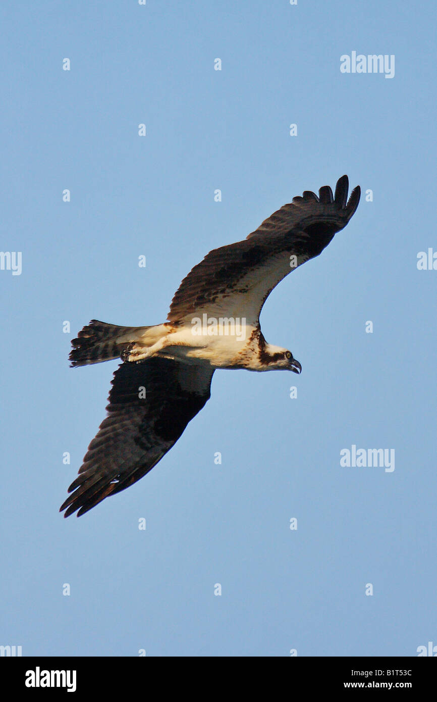 An Osprey soars through the sky aobve Lake Marion South Carolina Stock ...