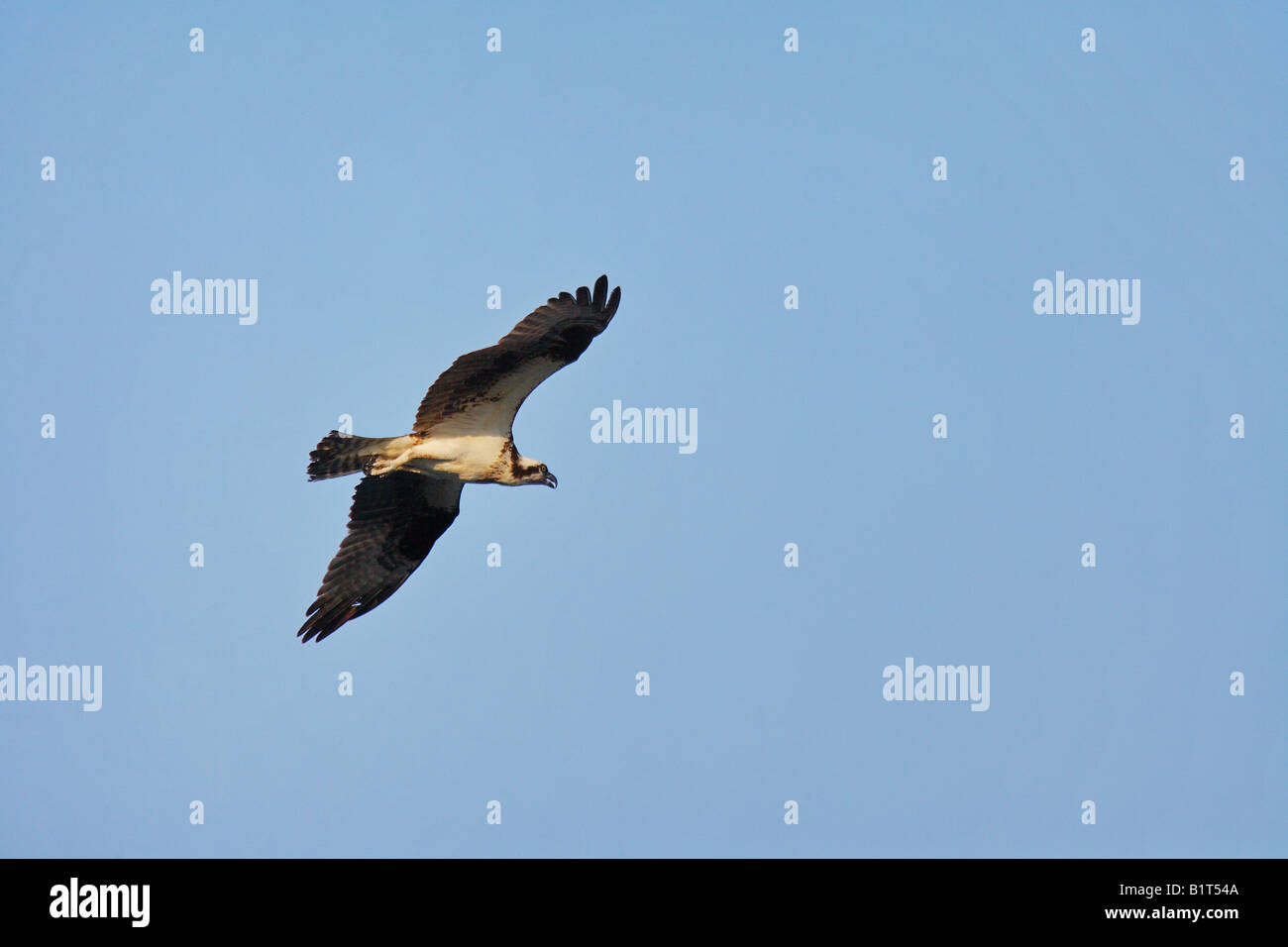 An Osprey soars through the sky aobve Lake Marion South Carolina Stock ...