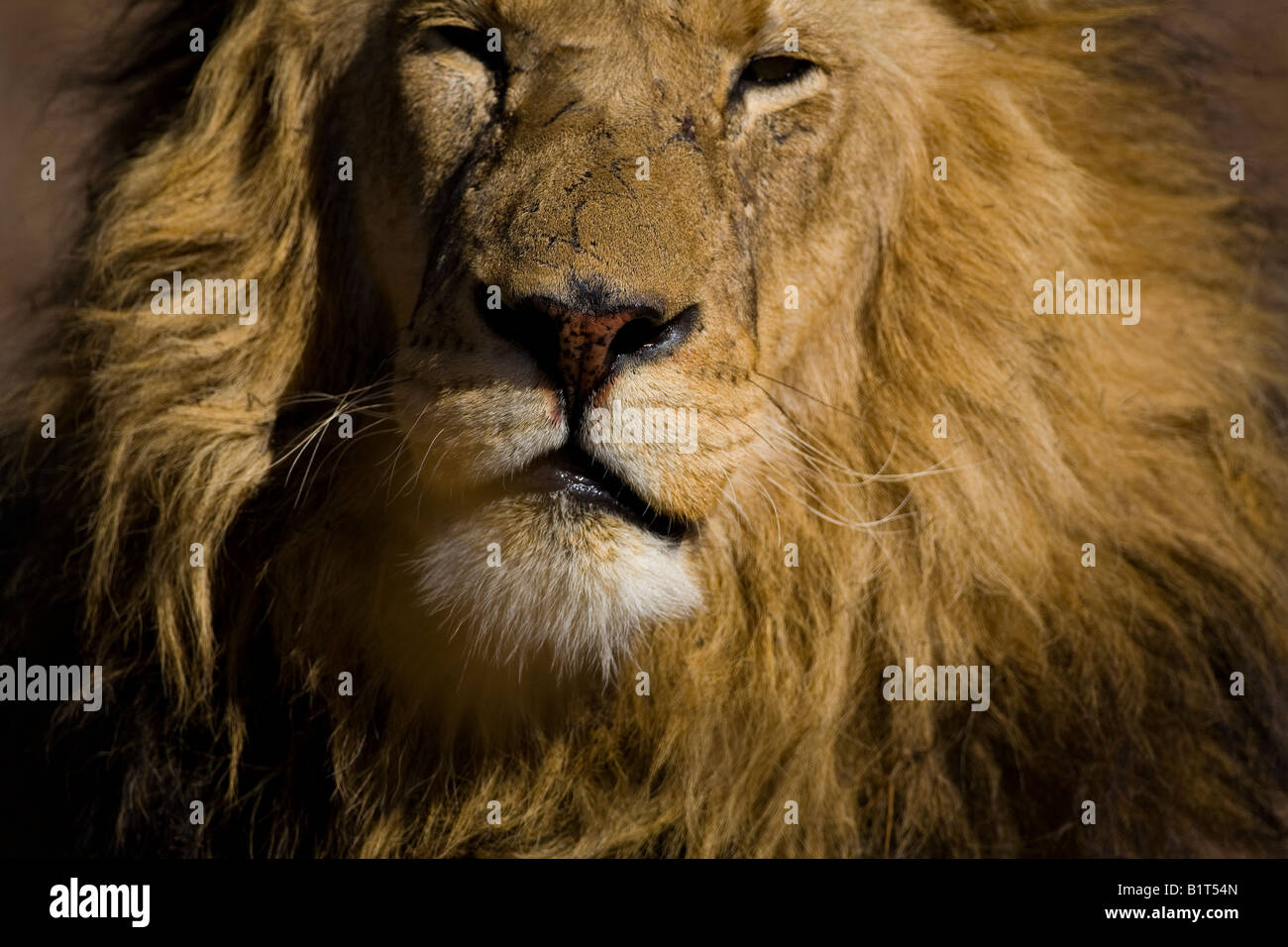 Male lion headshot Stock Photo - Alamy