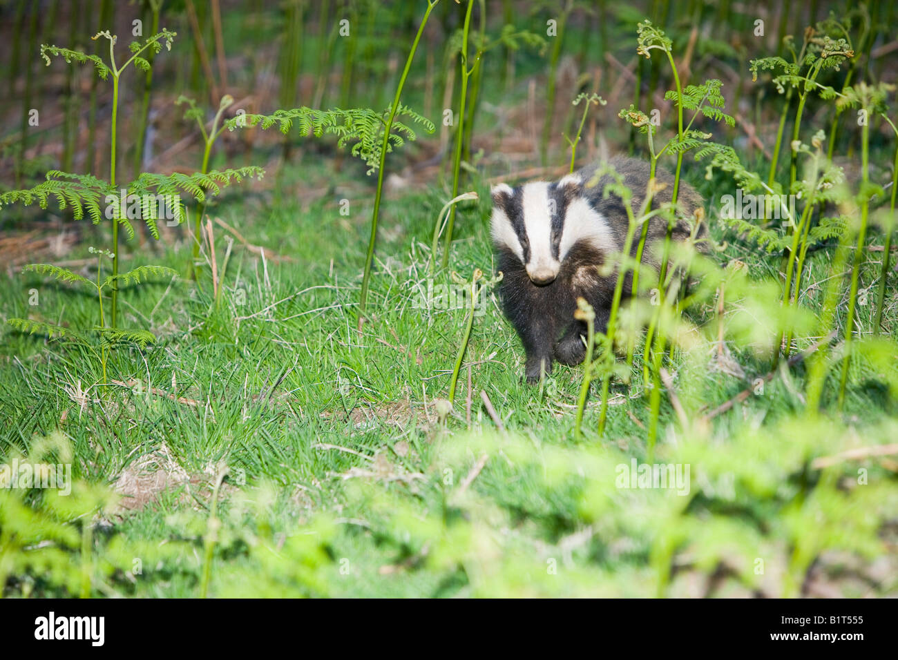 Emerging from the sett hi-res stock photography and images - Alamy