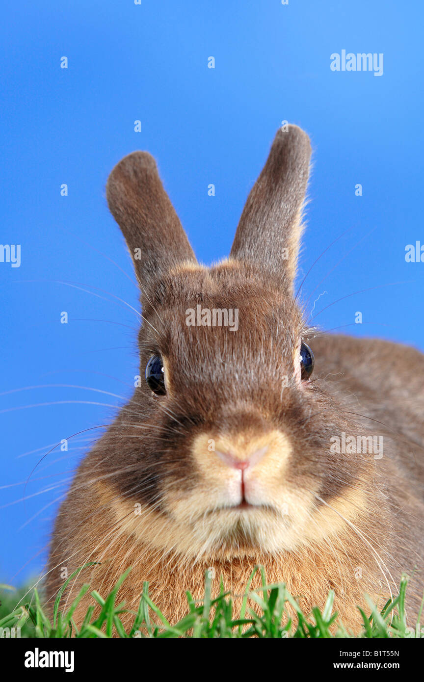 Tan Rabbits High Resolution Stock Photography and Images - Alamy