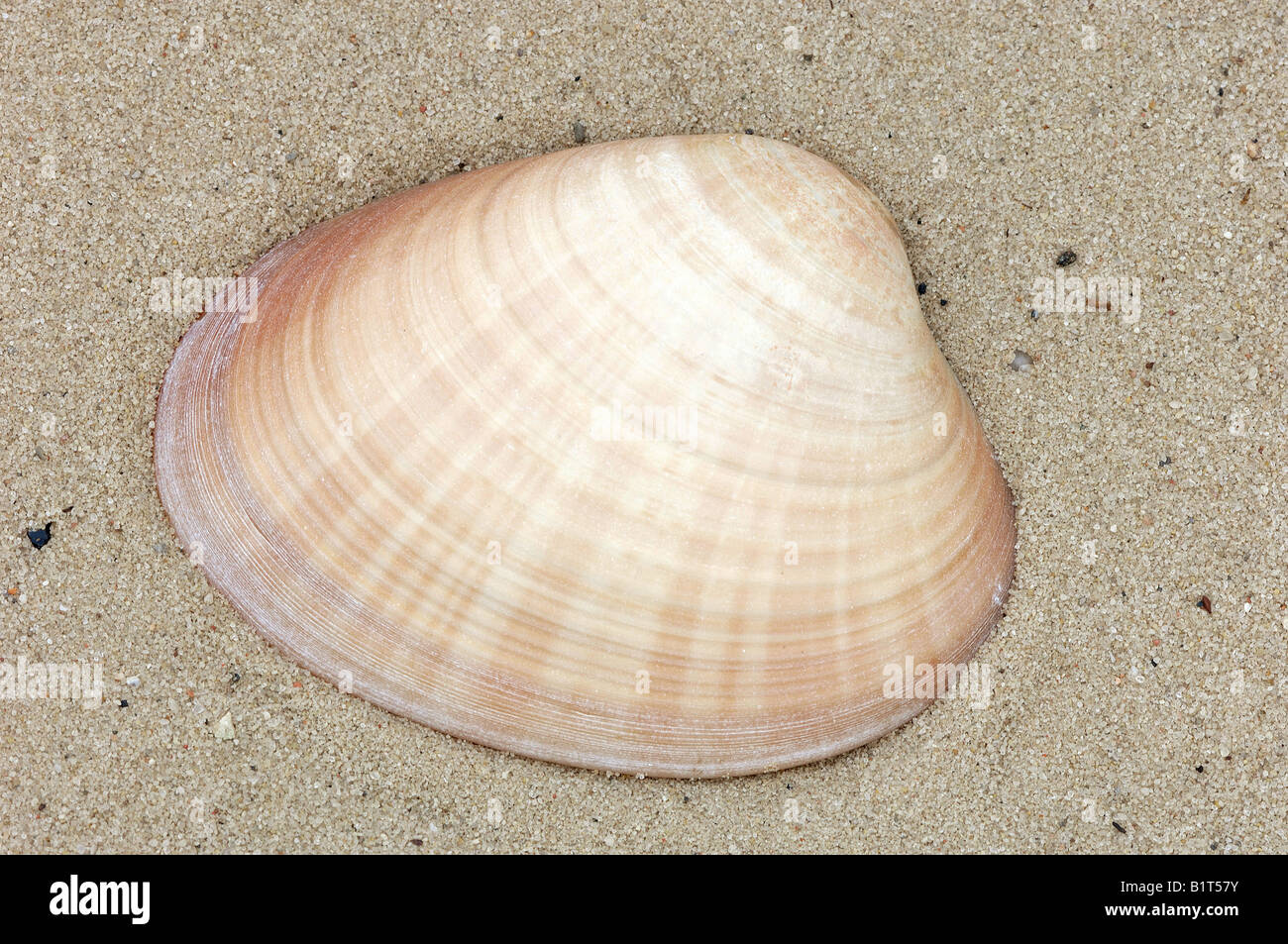 smooth clam - seashell / Callista chione Stock Photo - Alamy