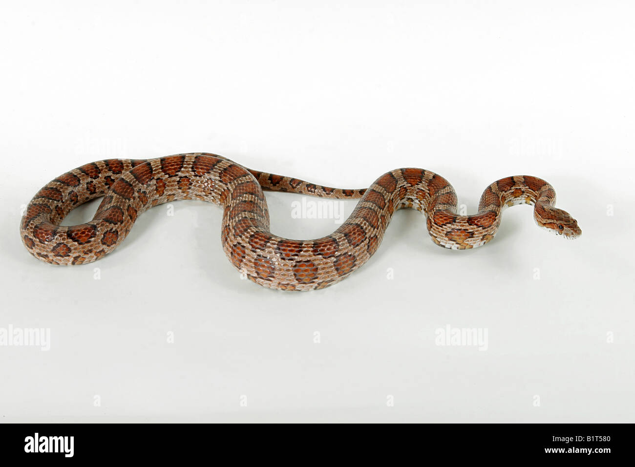 Corn snake (Pantherophis guttatus). Stuido picture seen against a white ...