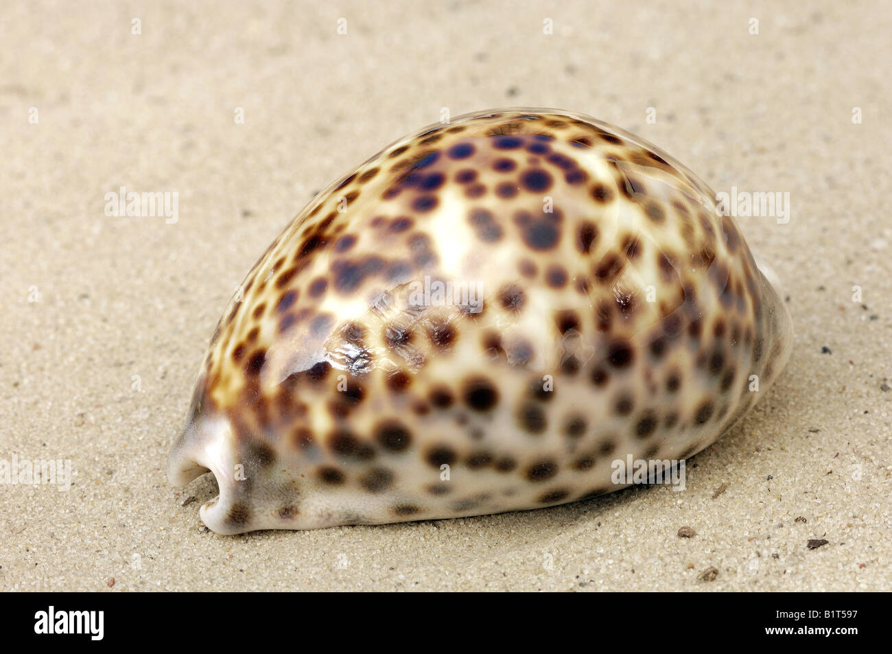 tiger cowry / Cypraea tigris Stock Photo - Alamy