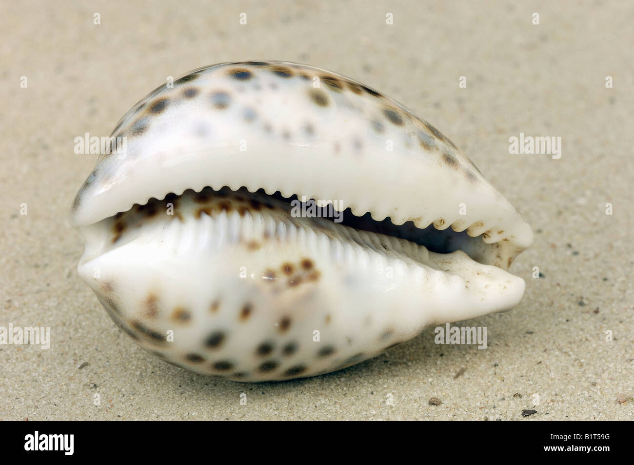 tiger cowry / Cypraea tigris Stock Photo - Alamy