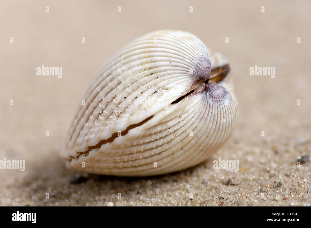 common cockle / Cerastoderma edule Stock Photo - Alamy