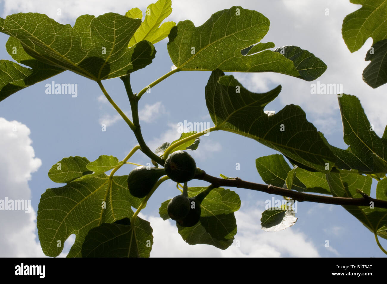 Figs on trees hi-res stock photography and images - Alamy