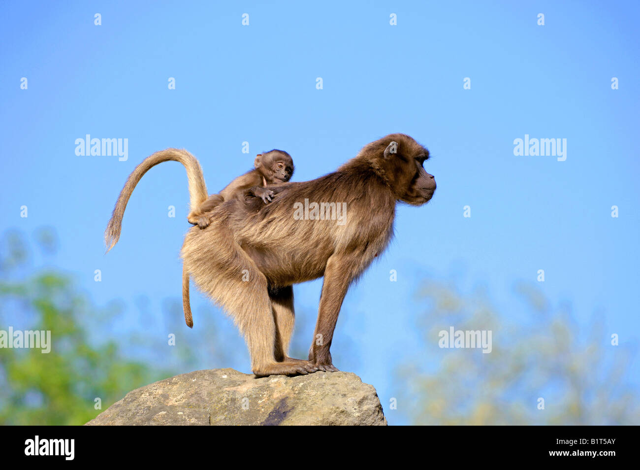 gelada - female with cub / Theropithecus gelada Stock Photo - Alamy